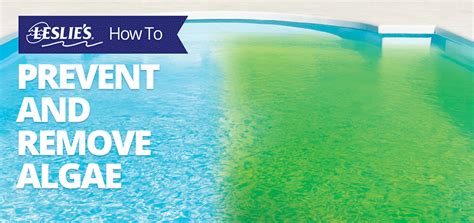 How To Prevent And Remove Algae