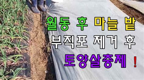 마늘밭 월동 후 토양 살충 병해충 방제추비 Youtube