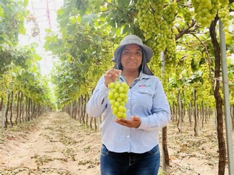 Primeras Exportaciones De Uva De Mesa Ecológica De Perú A Estados Unidos Son Un éxito Para Pura