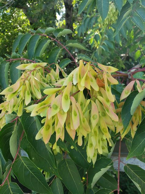 Tree Of Heaven Or Is It The Tree Of Hell