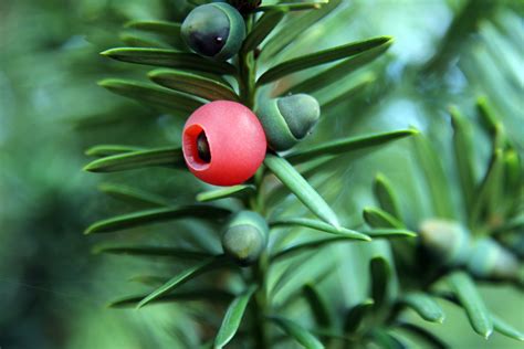 Yew Tree Guide How To Identify Why Its So Poisonous And Why Its Found In Churchyards