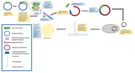 Dna Replication And Recombination Flashcards Quizlet