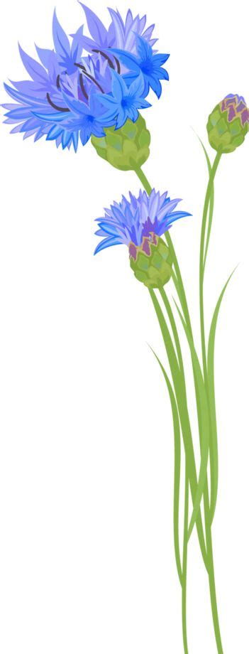 Пин от пользователя Happy Rajput на доске Work Цветущая ветвь Цветы Полевые цветы