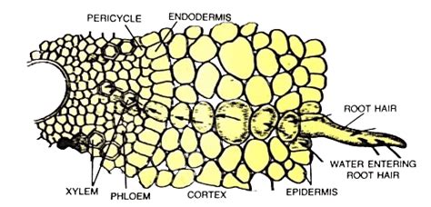 Draw A Schematic Diagram Of Cross Section Of A Part Of Root KnowledgeBoat