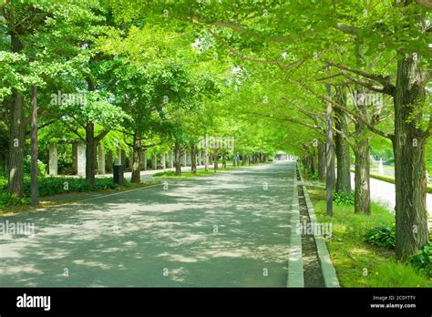 Tree Lined Path Stock Photo Alamy