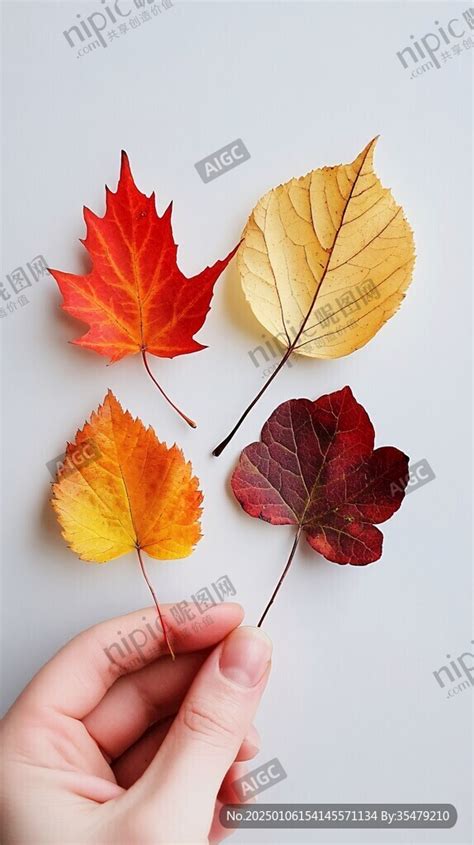 Ai创作图手捏枫叶特写 枫叶节网红拍照道具 手捧秋叶图 红色枫叶一叶知秋 创意落叶 落叶手工艺品 红黄一叶 手握梧桐叶 3d树叶画 一叶知秋枫叶 手持枫叶图 树叶作品 红叶创意 枫叶创意 创意