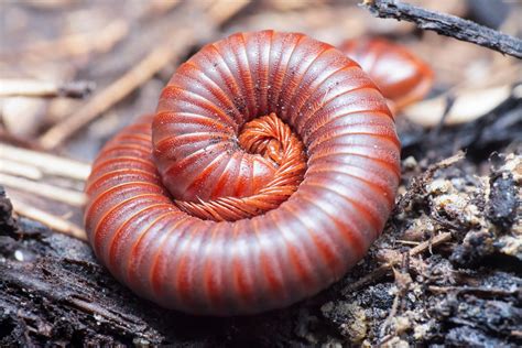 Giant Red Millipede