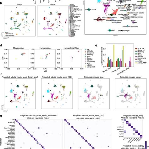 Construction Of An Expandable Mouse Single Cell Atlas A Datasets Download Scientific Diagram