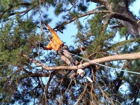 About Us JAG Tree Services