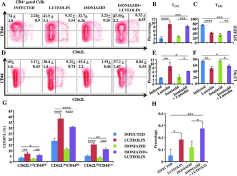 Luteolin Induces Superior Antigen Specific Memory T Cell Responses T Download Scientific