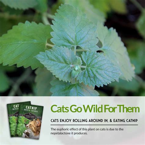 Catnip Seeds Cat Treat And Herbal Teas Survivalgardenseeds