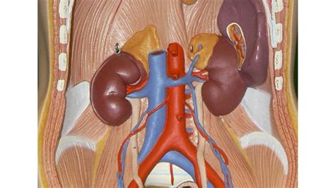 Trunk Diagram Quizlet
