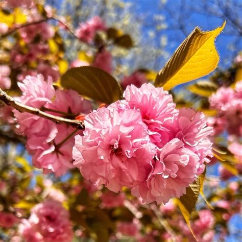 Kwanzan Cherry Tree — Plant And Bloom Design Studio