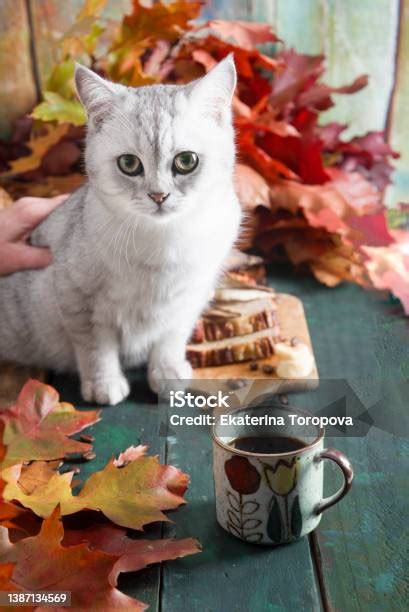 호기심 많은 새끼 고양이가 밝은 단풍을 배경으로 바나나 파이를 들고 테이블에 앉아 있습니다 0명에 대한 스톡 사진 및 기타 이미지 Istock