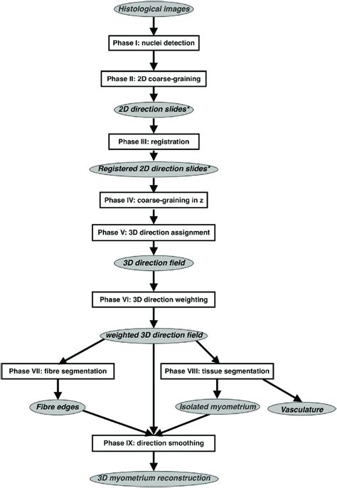Processing Steps Of The Reconstruction Algorithm All Steps In This Download Scientific Diagram