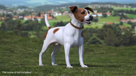 잭 러셀 테리어 3d 모델 99 Max Free3d
