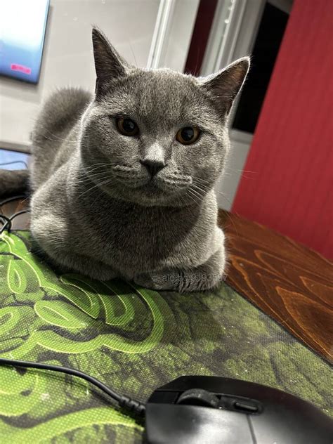 Британска късокосместа мъжки за разплод Британска късокосместа Мъжки