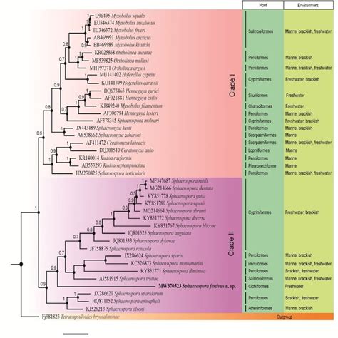 Bayesian Inference Tree Derived From The 18s Rdna Sequences Of Species