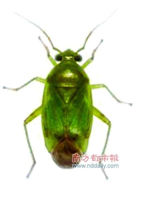 盲蝽蟓图册 360百科