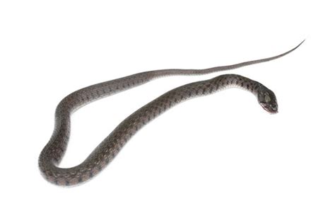 รูปภาพkeelback เลือกดูภาพถ่ายสต็อก เวกเตอร์ และวิดีโอ1172 Adobe Stock