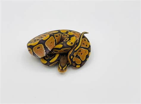 Orange Ghost Ball Python By Renfro Reptiles Orange Ghost Ball Python By Renfro Reptiles