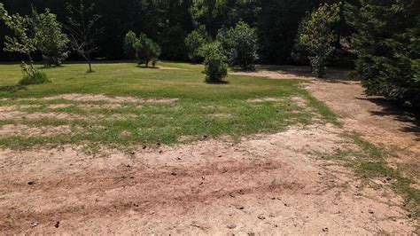 Bermuda Stolonizing Way More Effective Than Plugging Rlawncare