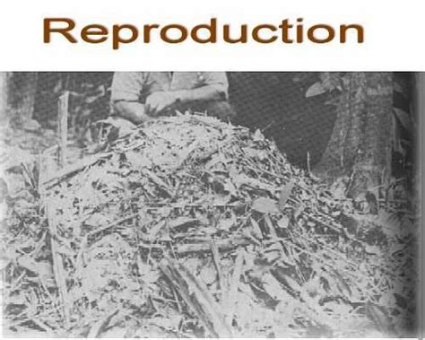 Til Caimens Sex Is Determined By Temperture Outside R Todayilearned