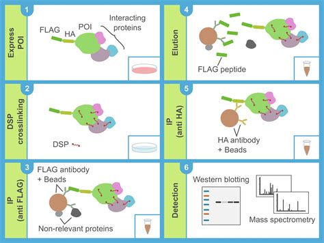 Dsp Crosslinking And Immunoprecipitation To Isolate Weak Protein Complex —bio Protocol