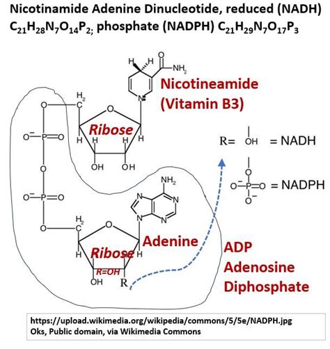Cellular Respiration Ii Glycolysis Wymhacks
