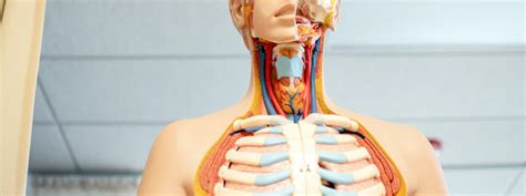 Trigeminal Nerve Mandibular Branch V3