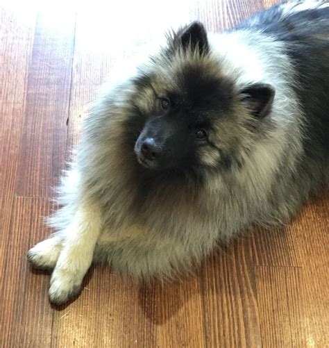 Adorable Photo Of Millie Sitting In A Unique Way