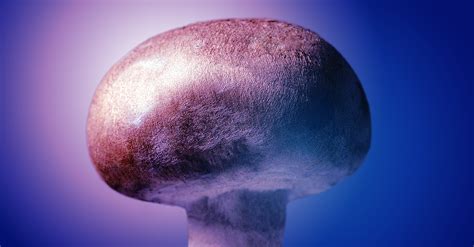 Why Are Penis Heads Shaped Like Mushrooms