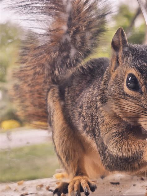 Some Squirrel Pics Album On Imgur