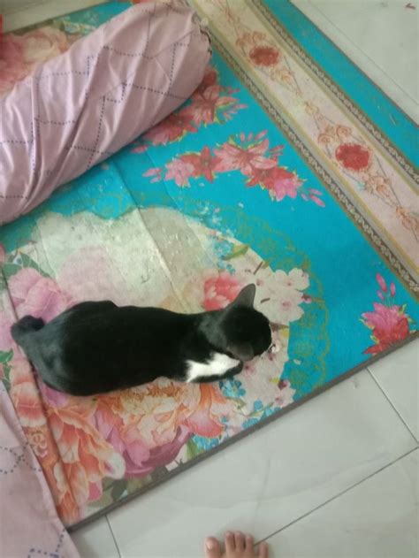 Pin Di Barang Untuk Dibeli Tapi Boong 😂