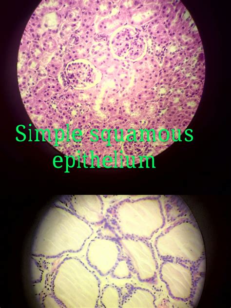 Histology Microscopic Slides Pdf