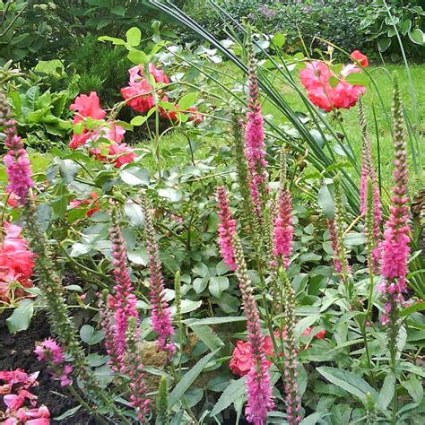 Вероника Ротфукс - фото и описание в каталоге питомника