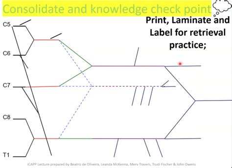 Diagram Of Brachial Plexus Diagram Quizlet