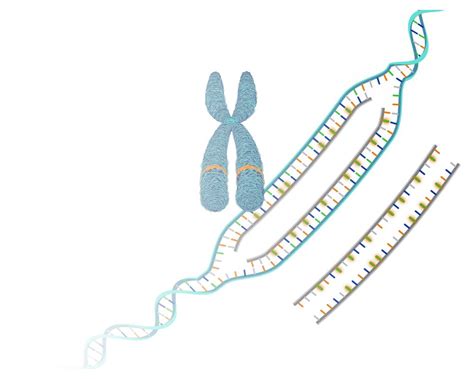 Between FISH And CGH The Best 7 Difference