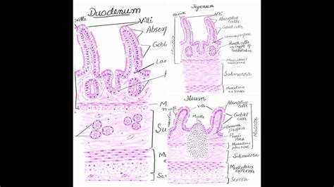 Duodenum Jejunum Ileum Histology