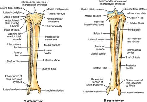 Tibiofibular Joint Anatomy