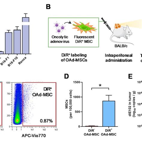 In Vivo Antitumor Efficacy Of Oad Mscs In A Mouse Model Of Melanoma