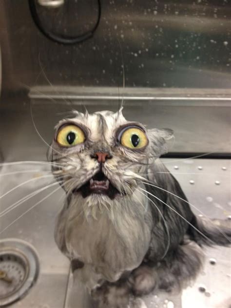 Funny Cute Cats Pix Galleries