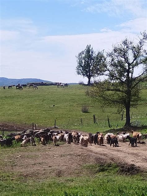 Стадо кози Кози Ярета Селскостопански животни Крушевец Стадо кози общо 144 броя 65ко