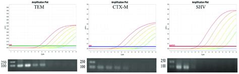 Sensitivity Of Multiple Qpcr Assay And Pcr For Bla Tem Bla Ctx M Download Scientific