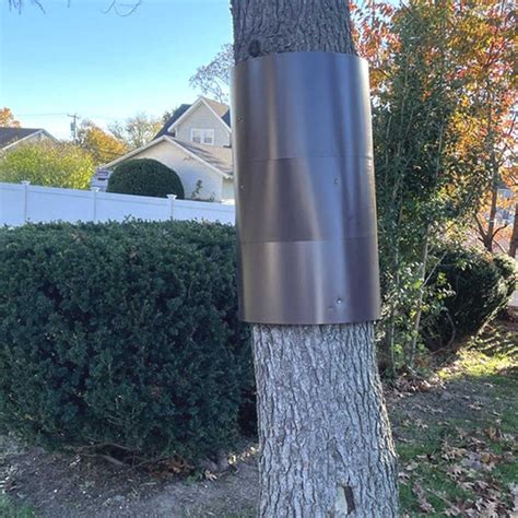 Squirrel Guards For Trees Cone Squirrel Baffle At Backyard Wild Birds