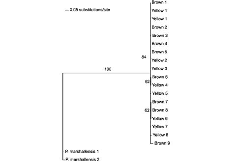 Maximum Likelihood Ml Tree 100 Bootstrap Replicates Of