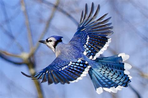 Blue Jay Flying Images At Nicole Webber Blog