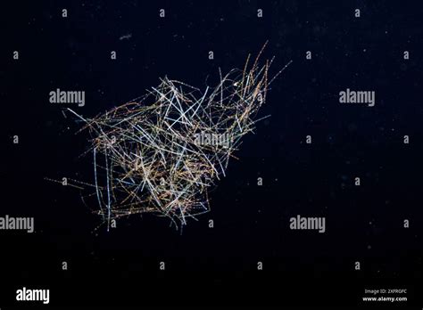 A Blue Green Pelagic Cyanobacteria Trichodesmium Sp Is Also Known As