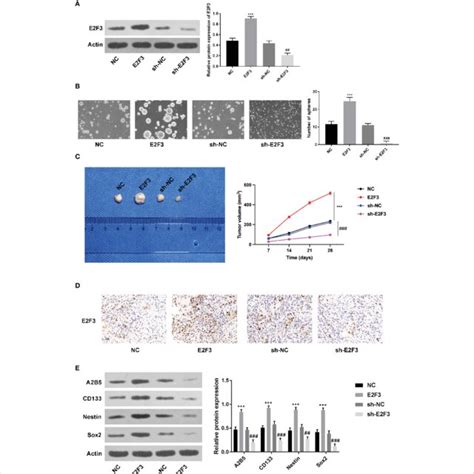 E2f3 Facilitates Cell Migration And Invasion In Colon Cancer A B Download Scientific