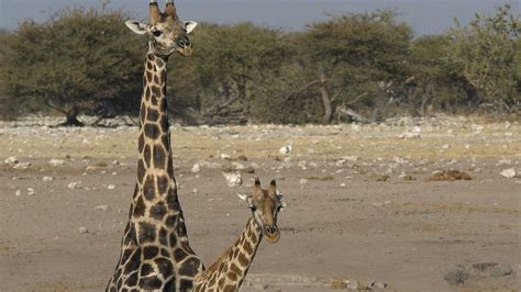 How Porcupines Mate The Bizarre Sex Habits Of Giraffes And Much Much